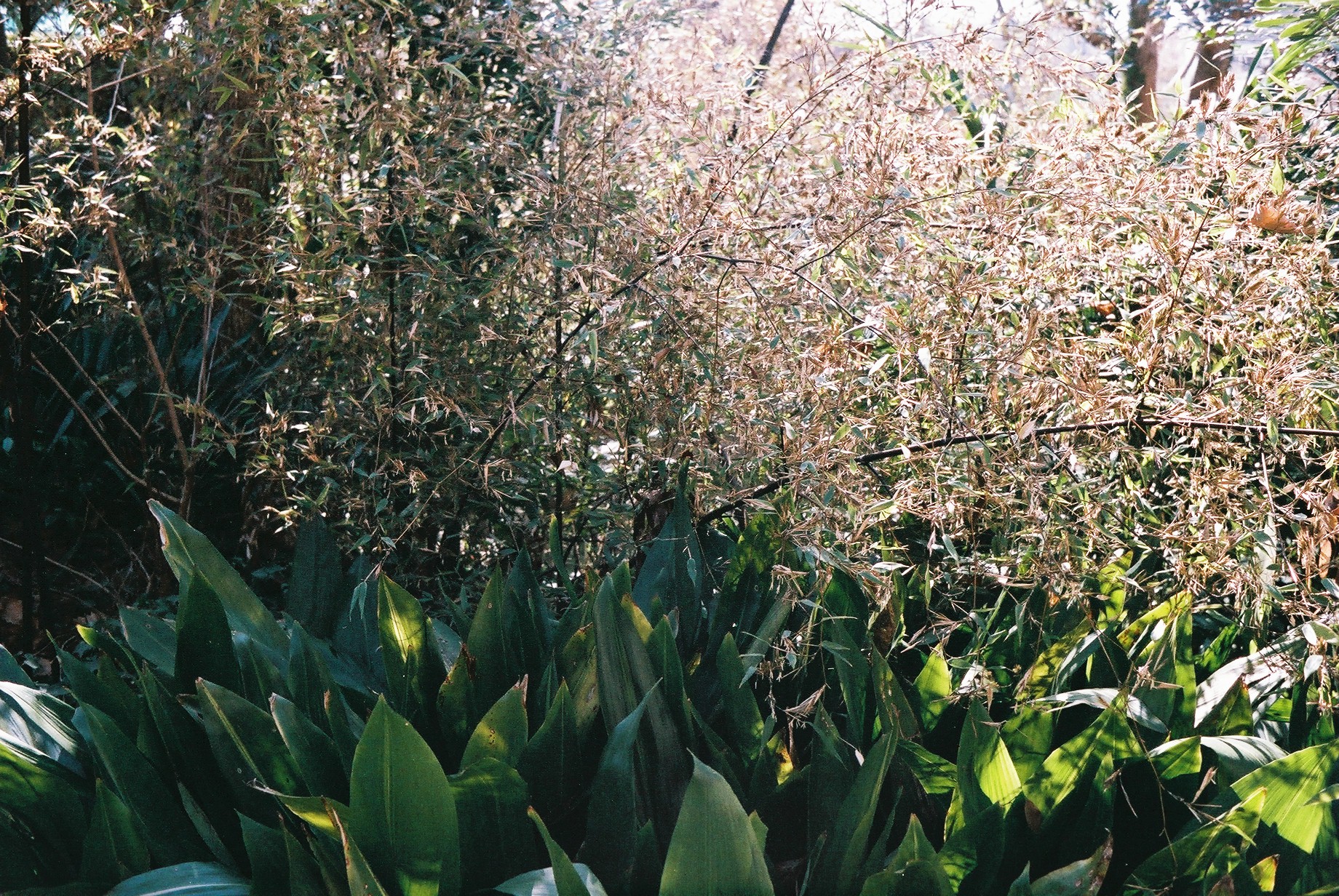 黒竹の花／Rollei35 | photography photography
